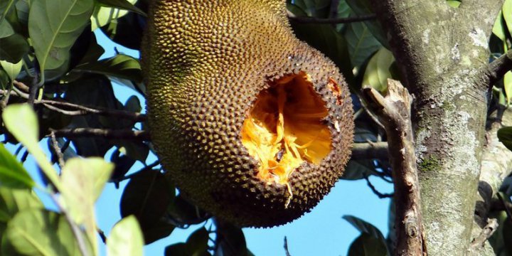 How Long Does Jackfruit Last? - Pantry Tips