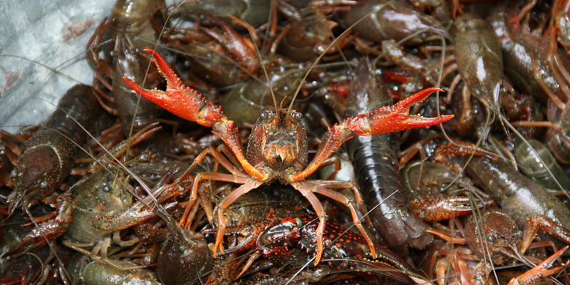 Can You Freeze Crawfish? How To Store Crawfish In The Freezer – Pantry Tips