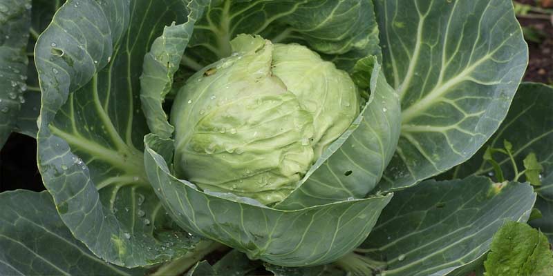Can You Freeze Cabbage? Complete Guide - Pantry Tips
