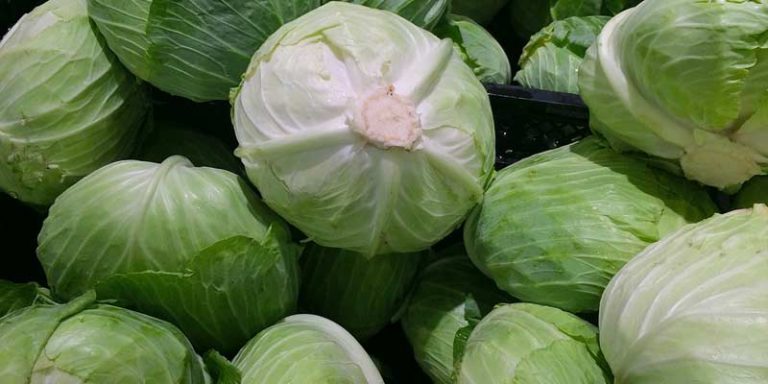Can You Freeze Cabbage? Complete Guide - Pantry Tips