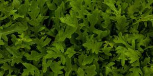 Can You Freeze Rocket? Two Freezing Methods - Pantry Tips