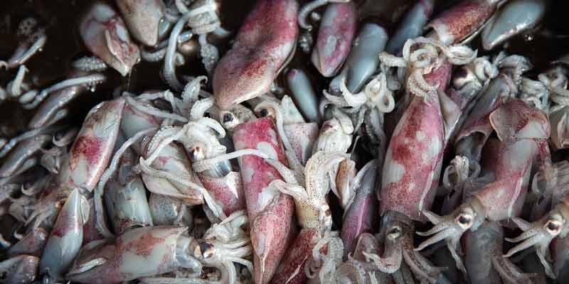 Can You Freeze Squid? Simple Freezing Method - Pantry Tips
