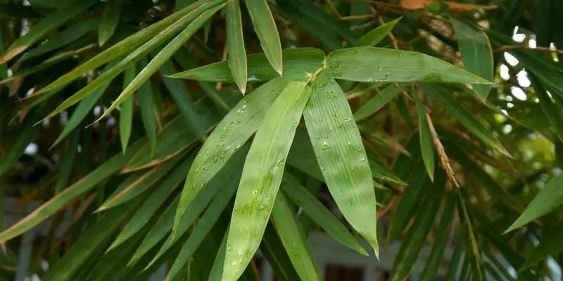 Can You Eat Bamboo Leaves? - Pantry Tips