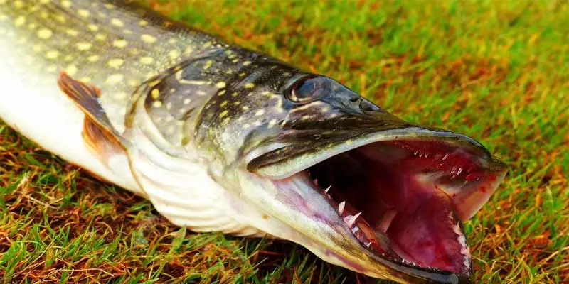 Can You Eat Northern Pike? - Pantry Tips