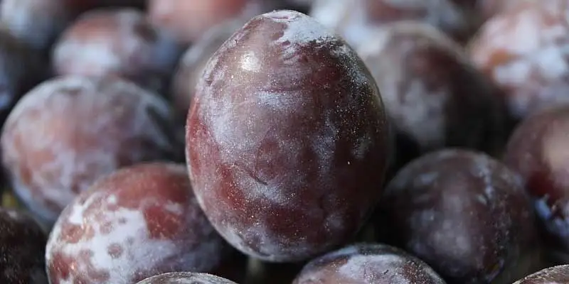Can You Eat Plum Skin? - Pantry Tips