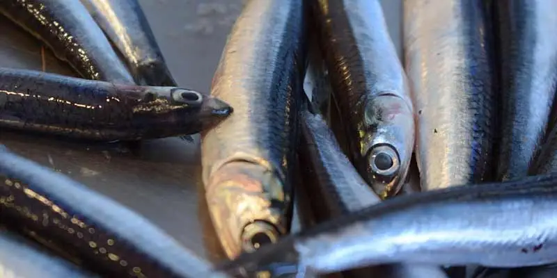 Can You Eat Raw Anchovies? - Pantry Tips