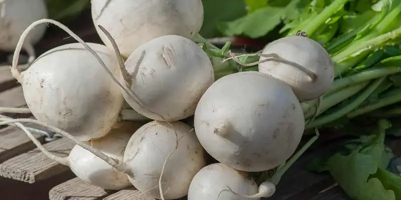 Can You Eat Raw Turnips? - Pantry Tips