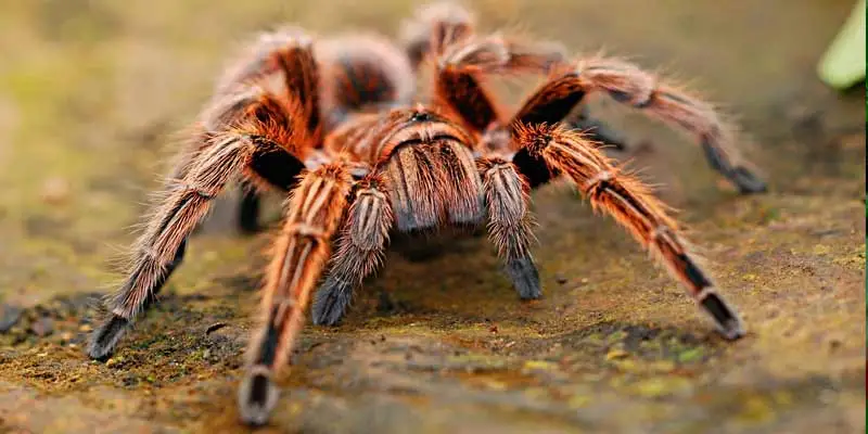 Can You Eat Tarantulas? - Pantry Tips
